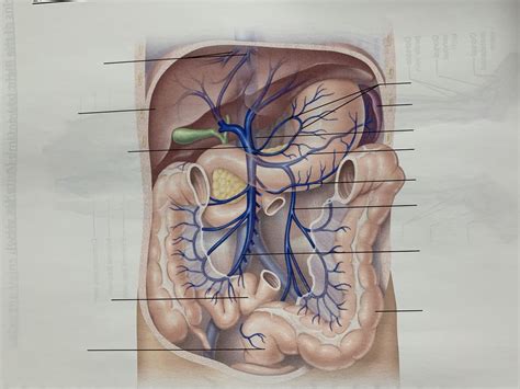 Anatomy Lab Practical Diagram Quizlet