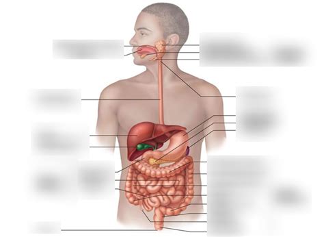Organs Of The Alimentary Canal Diagram Quizlet