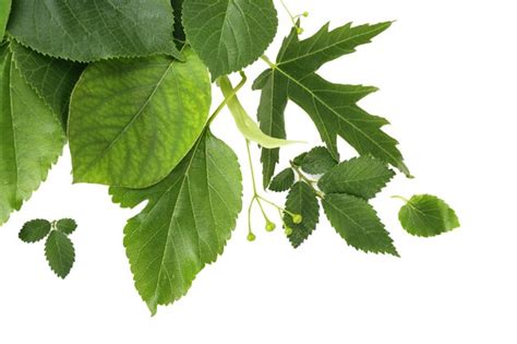 Hojas Verdes Aisladas En Blanco Foto Premium