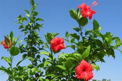 Hibisco Como cuidar Quais são os Benefícios