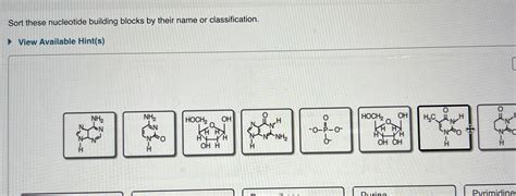Solved Sort These Nucleotide Building Blocks By Their Name Chegg