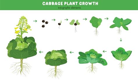 Cabbage Plant Growth Stages Green Leaves Plant Cabbage Life Cycle