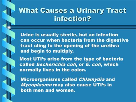 PPT Urinary Tract Infection UTI PowerPoint Presentation Free