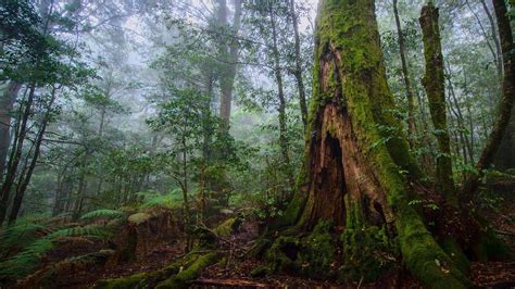 K Ultra High Resolution Forest Wallpapers Top Free K Ultra High