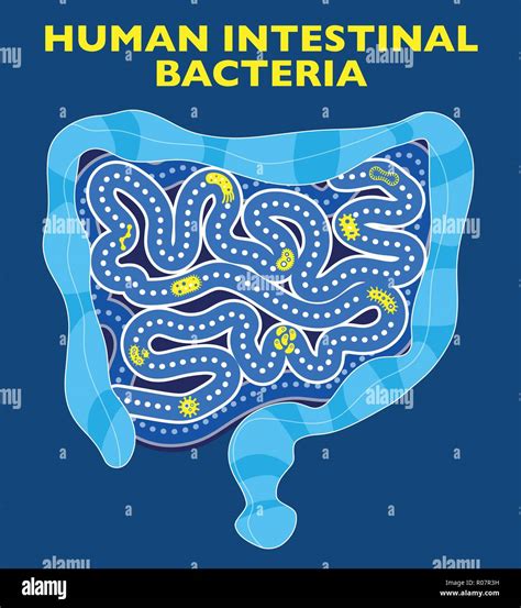 Human Digestive System Microbiota Stock Vector Images Alamy