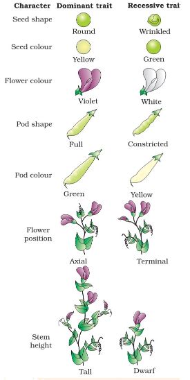 How Many Dominant Characteristics Are Present In Pea Plant From Given