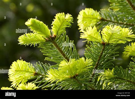 Abies Nordmanniana Stockfotos Abies Nordmanniana Bilder Alamy