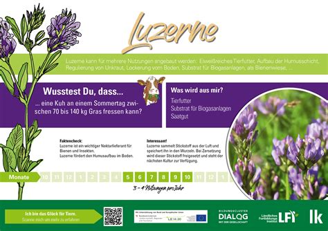 Luzerne Kulturinfo Landwirtschaftliches Wissen Im Querformat