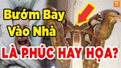Top những 2 con bướm số mấy đẹp nhất và quyến rũ nhất 2023
