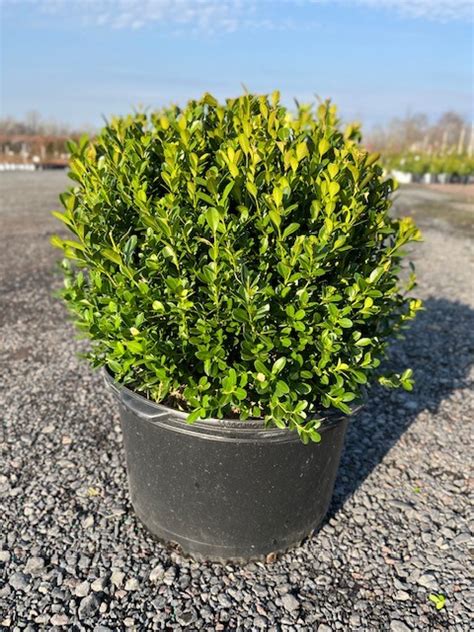 Buxus M Winter Gem Winter Gem Boxwood Feeney S Wholesale Nursery