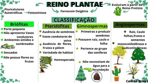 Mapa Mental Reino Plantae Artofit