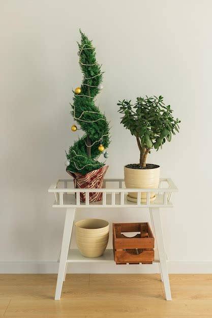 El ciprés interior o la thuja en maceta está decorando bolas como