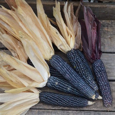 Shades Of Blue Indian Corn Seeds Maize Native American Fall Etsy