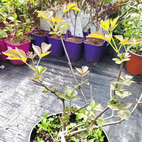 Sambucus Nigra Rosies Selection