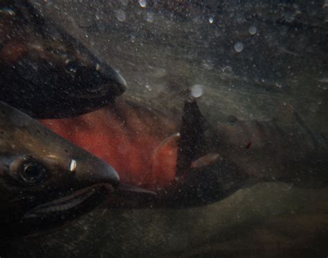 The Greatest Journey A Coho Salmon Rests At The Base Of A Flickr