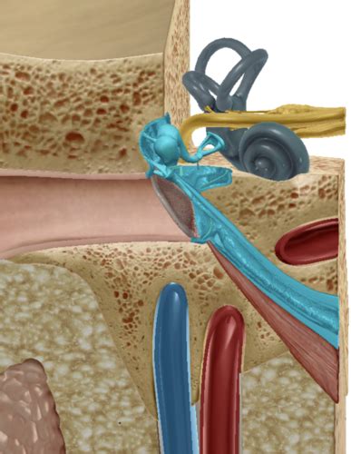 Middle Ear Flashcards Quizlet