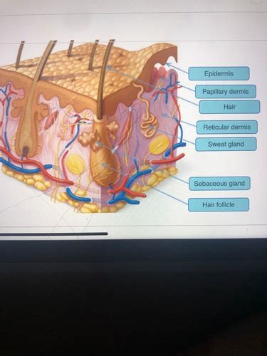 Mid Term For Anatomy Flashcards Quizlet