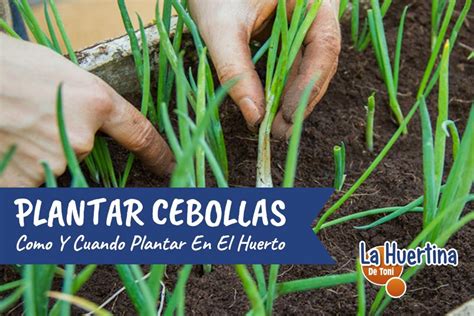 Plantar Cebollas Cómo Y Cuándo Plantar Cebolla En El Huerto