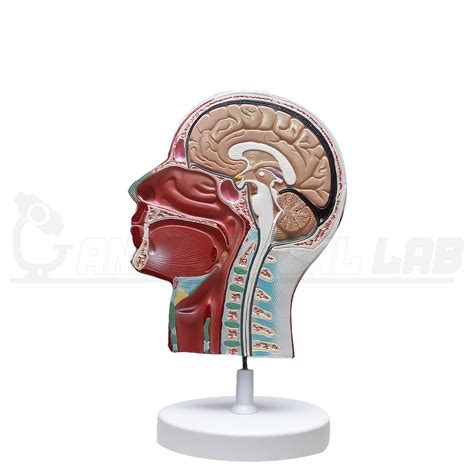 Modelo De Sec O Lateral Da Cabe A C Musculatura Anatomicallab