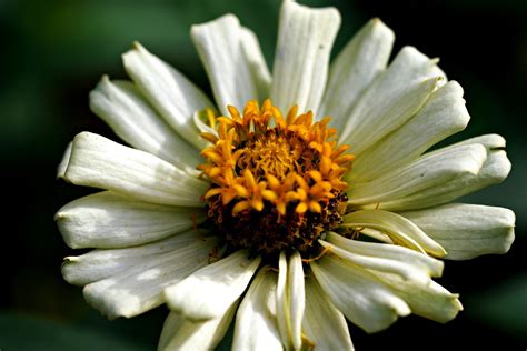 Zinnia Blomma Vit Gratis foto på Pixabay