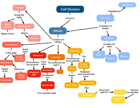 Cell Cycle Concept Map Template EdrawMind 56 OFF