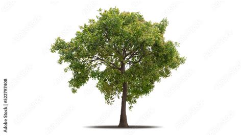 Tree Png Isolated Transparent On White Background Tropical Big Green