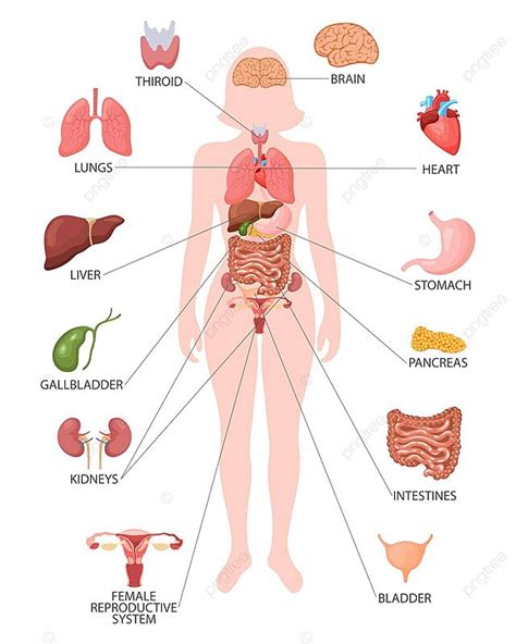 Poster Infographic Showcasing The Respiratory Digestive Reproductive