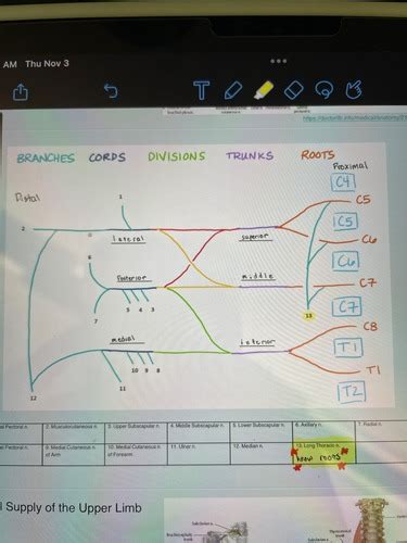 Lab Practical Nerves And Vessels Flashcards Quizlet