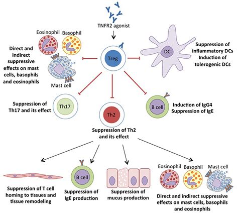 Frontiers The Key Role Of TNF TNFR2 Interactions In The Modulation Of