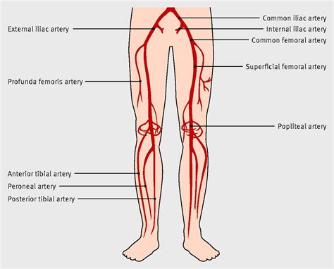 Arteries Of The Lower Limb Diagram