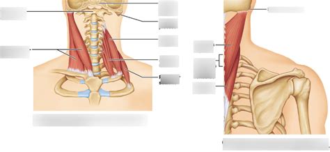 Diagram Of Anterior Posterior Neck Muscles Diagram Quizlet