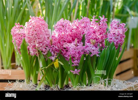 Pink Common Hyacinth Garden Hyacinth Dutch Hyacinth Stock Photo Alamy