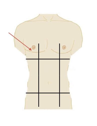 Body Regions Lab Practical Ap Flashcards Quizlet