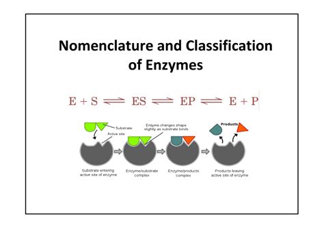 Nomenclature And Classification Of Enzymes Nomenclature And