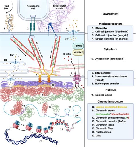 Overview Of Mechanotransduction Pathways And Chromatin Structure