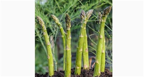 Guía para crecer espárragos en casa de una manera fácil Cultivar