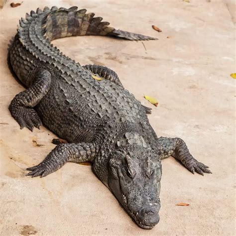 Tudo Sobre o Crocodilo Características Nome Científico e Fotos