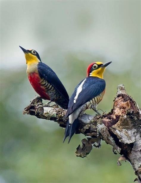 Pin by Samina Naz on 3 Birds پرندے Cute animals Pet birds Exotic