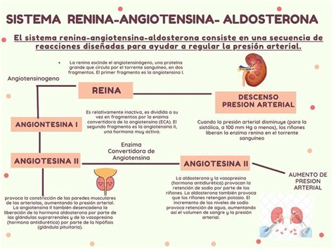Sistema Renina Angiotensina Aldosterona Karla Marquez UDocz