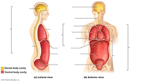 Body Cavities Diagram Diagram Quizlet