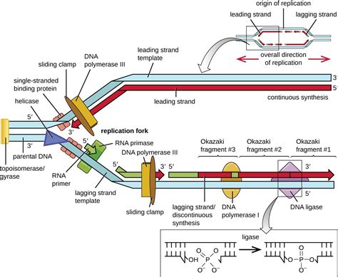 Dna Replication Diagram With Labels