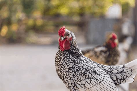 Wyandotte Chicken