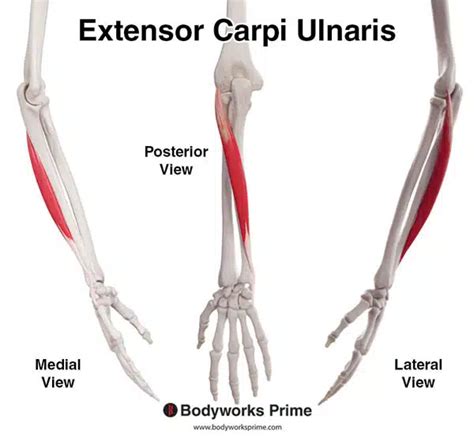 Extensor Carpi Ulnaris Muscle Flashcards Bodyworks Prime