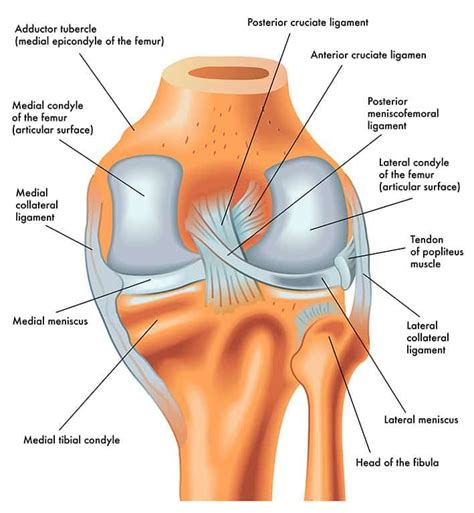 Exercises For Torn Acl Acl Tear Cruciate Ligament Cruciate Ligament