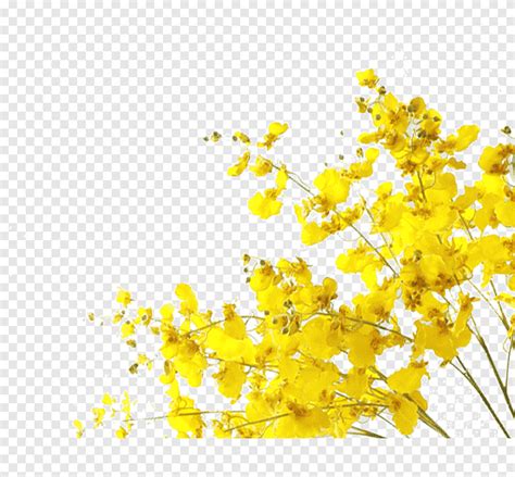 Flores Amarelas Flores Amarelas Amarelo Png PNGEgg