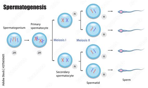 Gametogenesis Cartoons Illustrations Vector Stock Images The Best