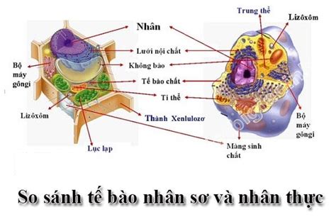 Phân Biệt Tế Bào Nhân Sơ Và Nhân Thực