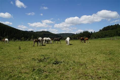 Fotos Gratis Paisaje Naturaleza C Sped Campo Granja Prado