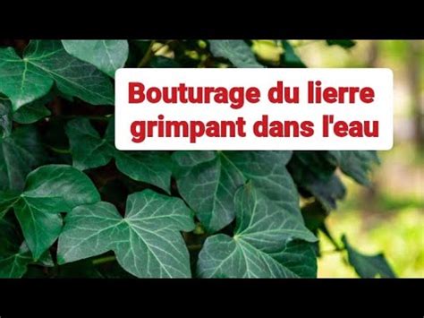 Peut on réussir le bouturage du lierre grimpant dans l eau YouTube