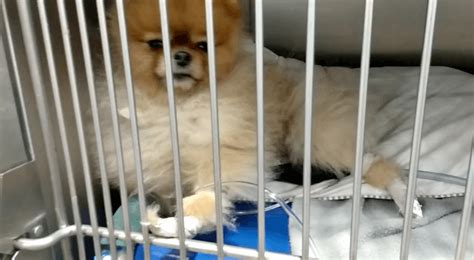 Cuánto Peróxido De Hidrógeno Para Un Perro Que Comió Chocolate